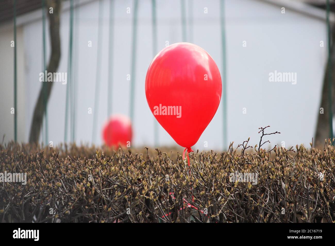 Red balloons, inflated with helium, decorate the bushes in the ...