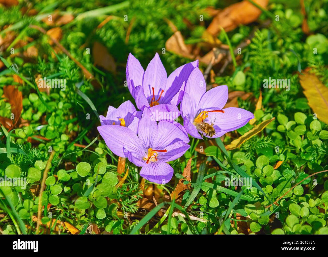 Blooming saffron crocus crocus sativus hi-res stock photography and ...