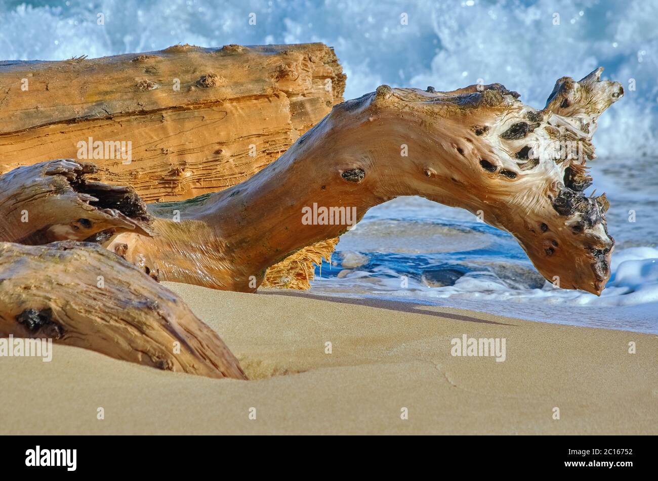 Trunk on the Sea Shore Stock Photo - Alamy
