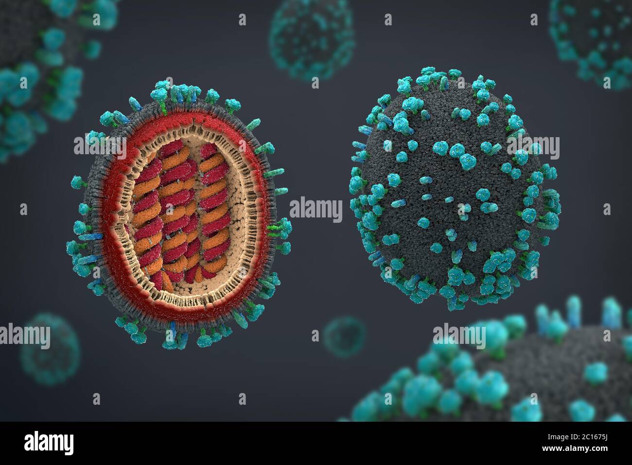 3d illustration of a scientifically correct representation of a flu ...