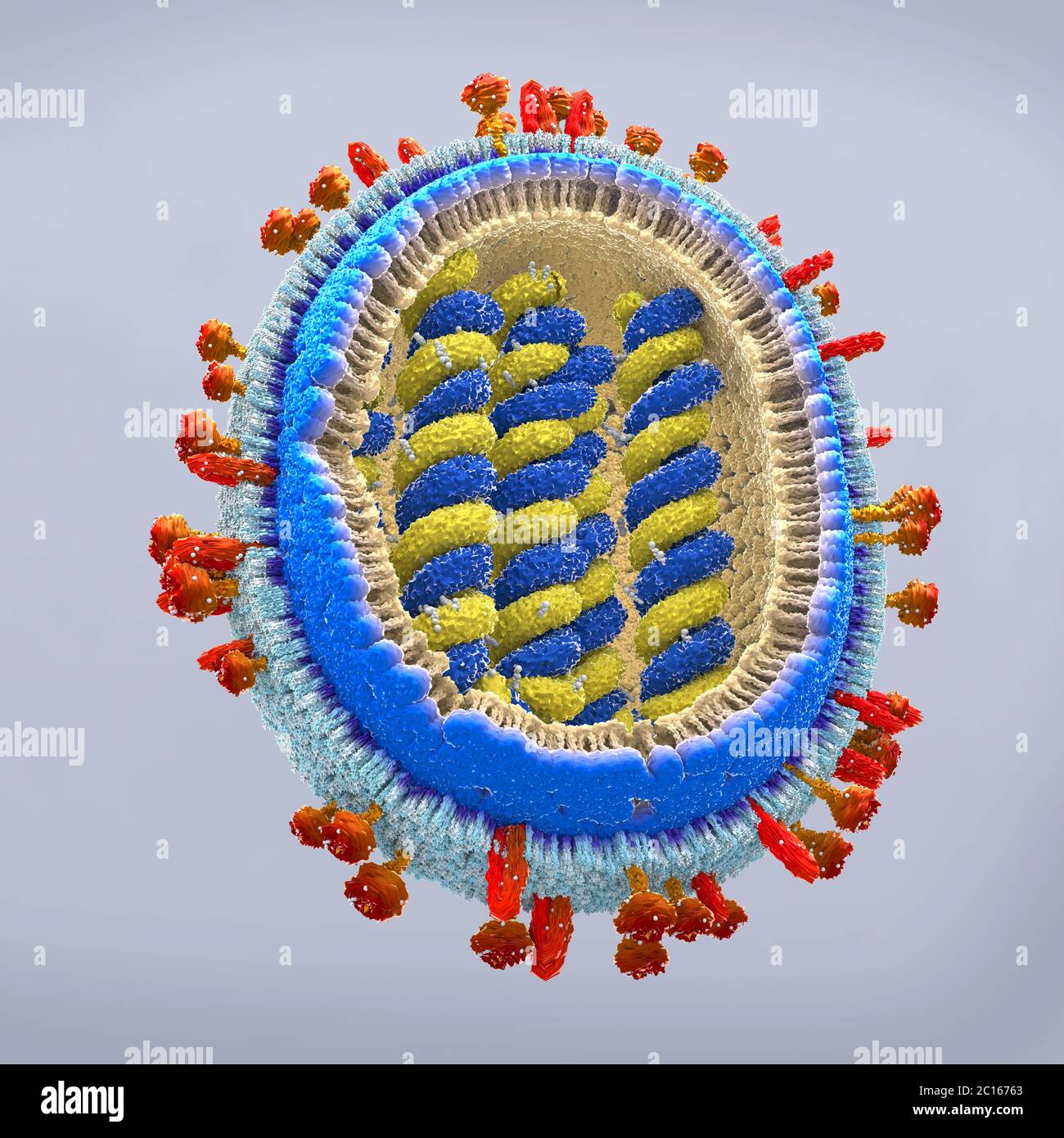 3d illustration of a scientifically correct representation of a flu ...