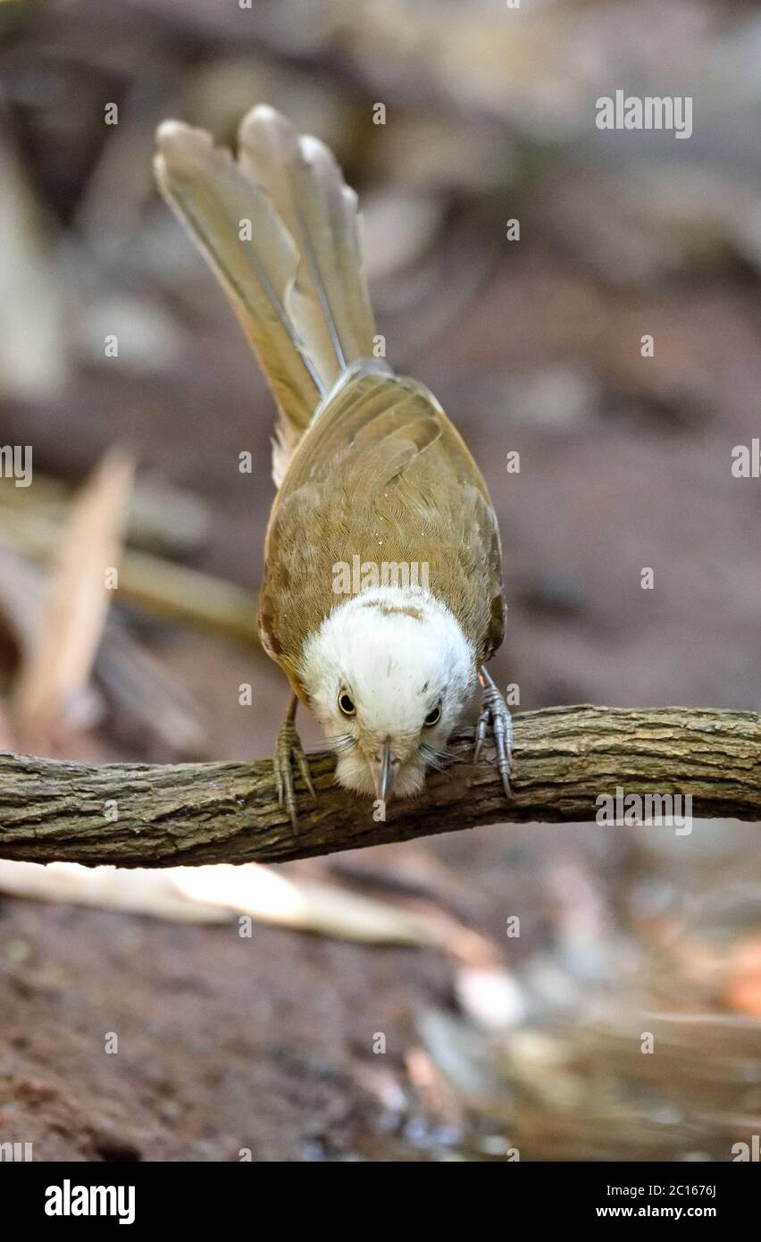 White collared bird hi-res stock photography and images - Alamy