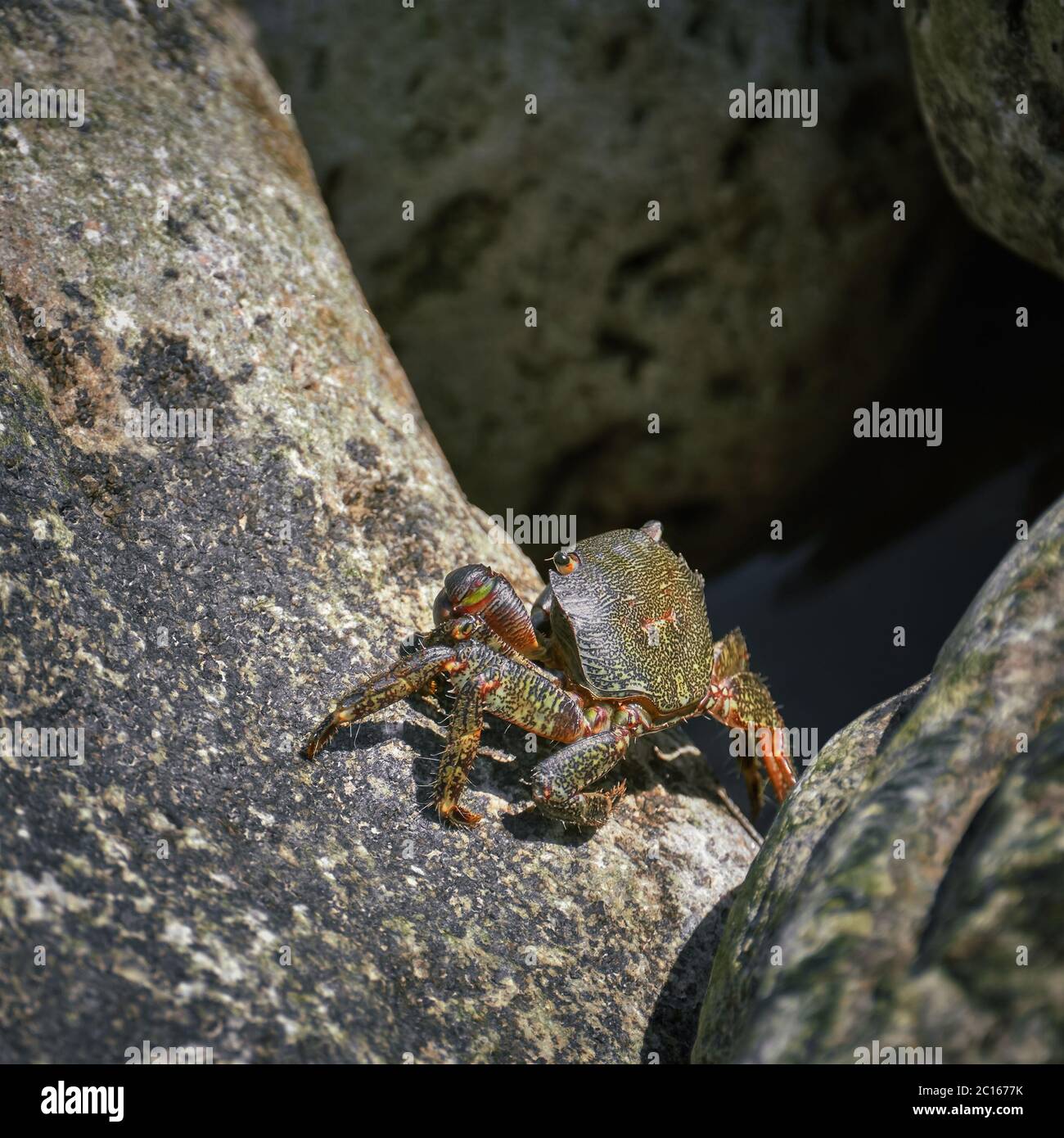 Crab on Rock Stock Photo - Alamy