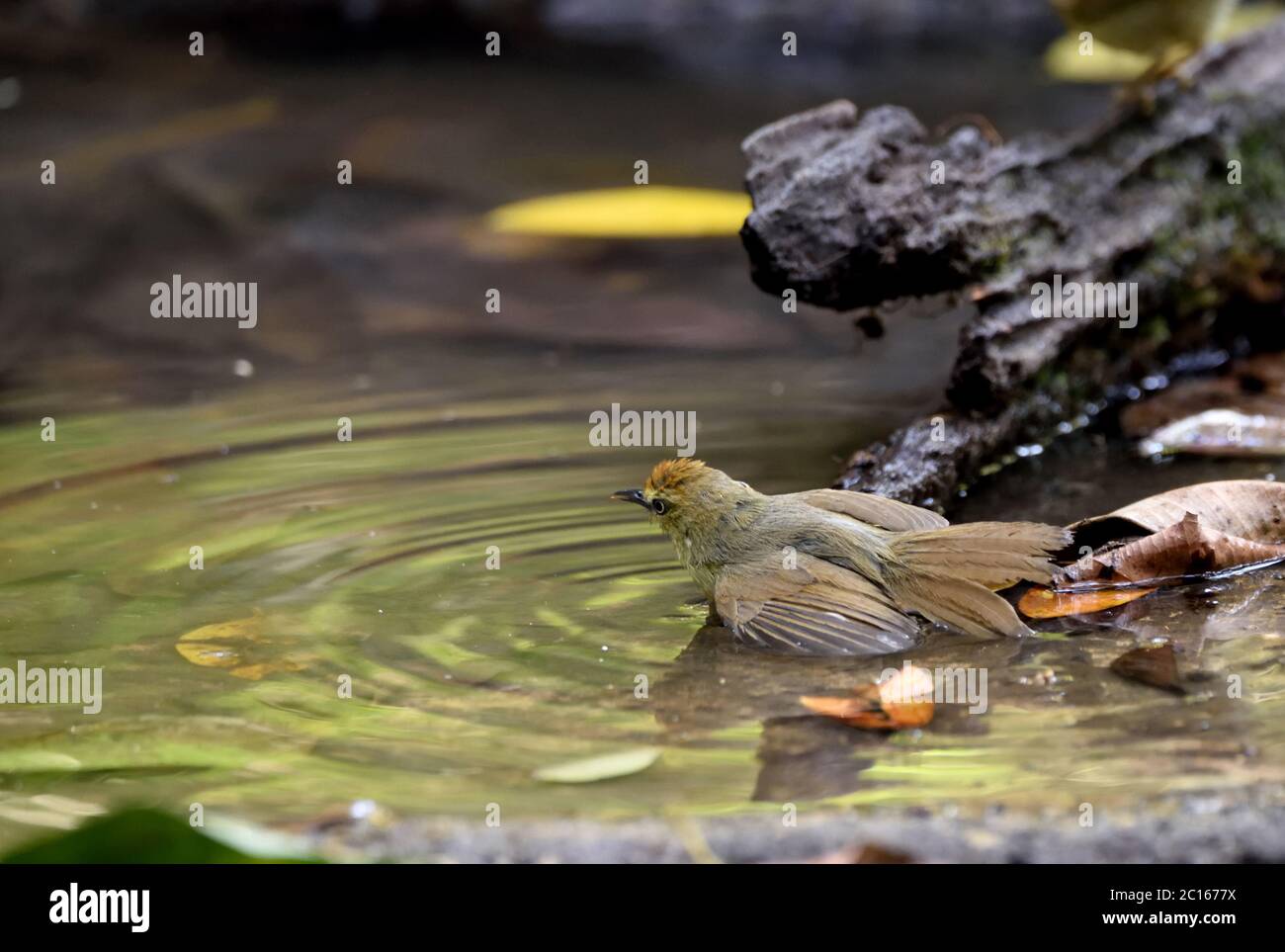 A Pin-striped Tit-Babbler (Macronus gularis) taking a bath in a small ...