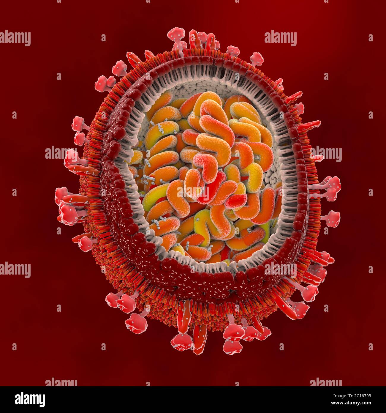 3d illustration of a scientifically correct representation of a flu ...