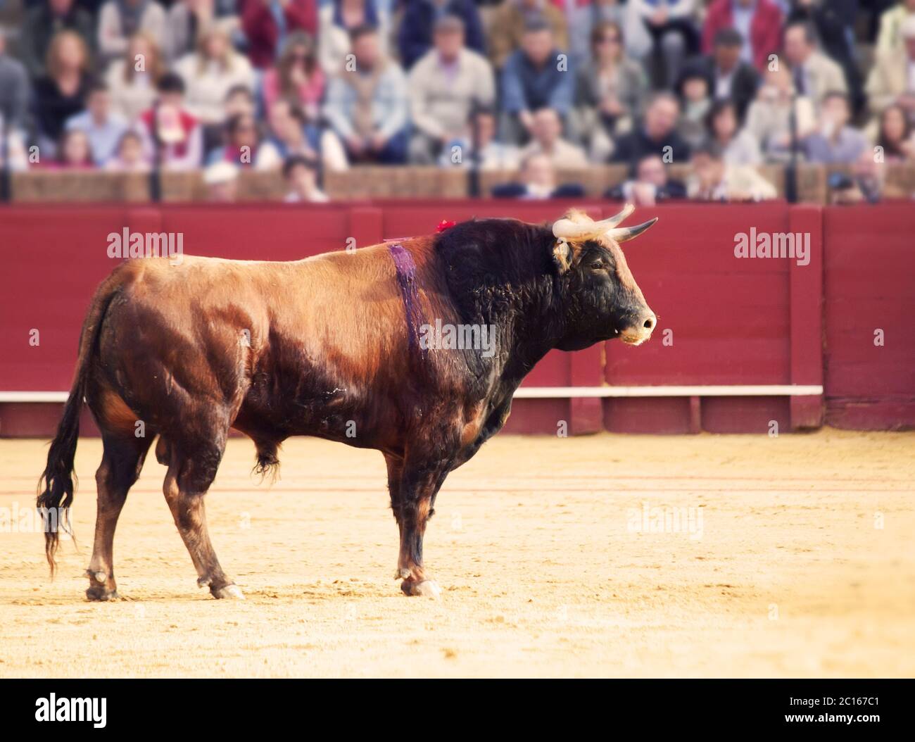 Bull fighting arena hi-res stock photography and images - Alamy