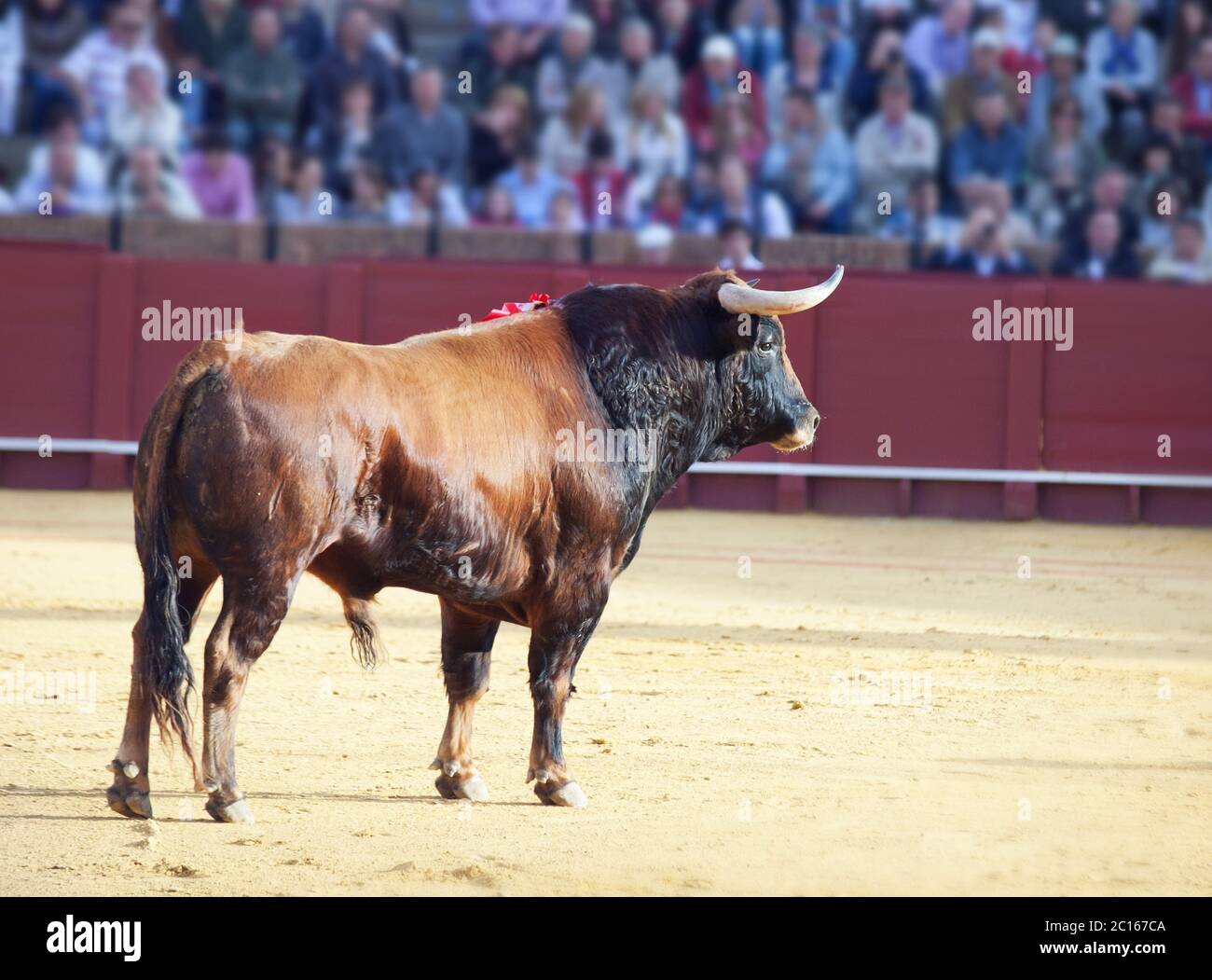 Brown bull hi-res stock photography and images - Alamy