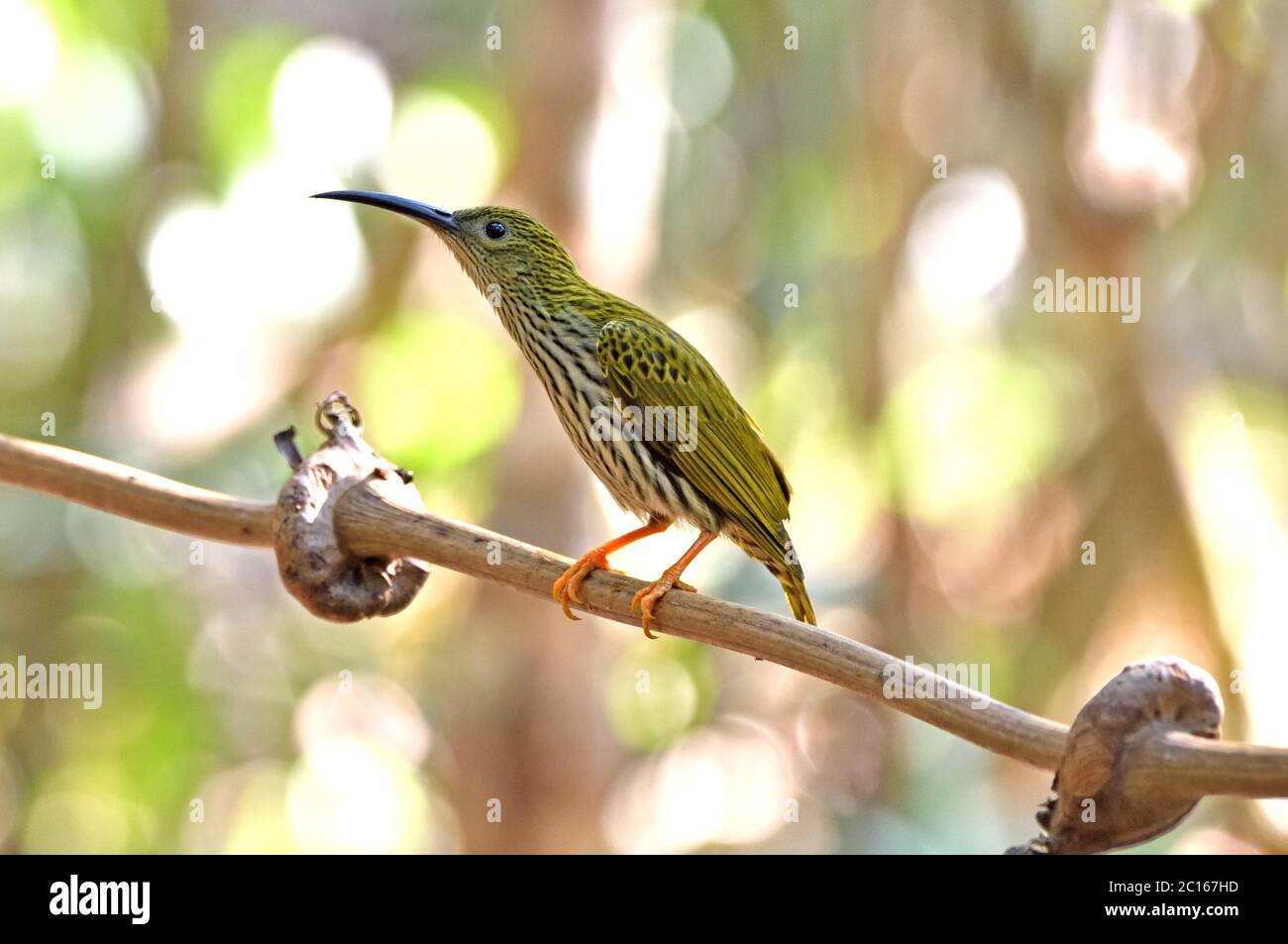 Spiderhunter bird hi-res stock photography and images - Alamy