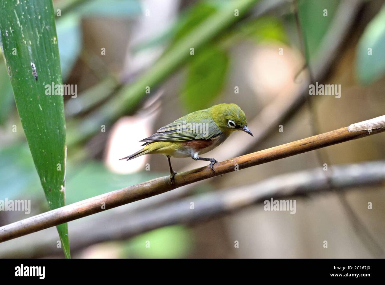 White eye zosteropidae hi-res stock photography and images - Alamy
