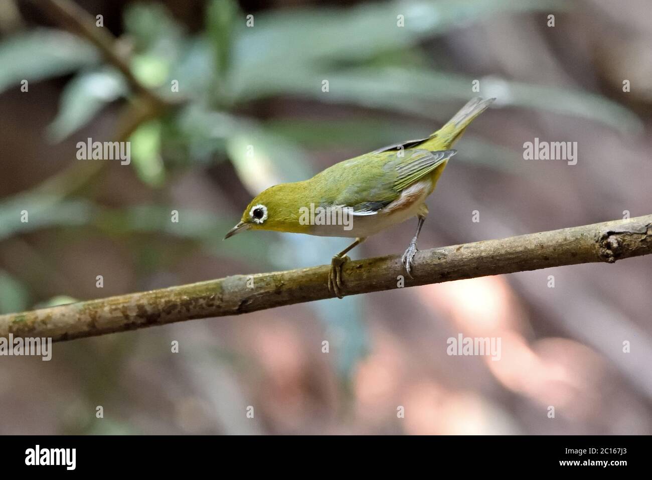 Chestnut flanked hi-res stock photography and images - Alamy