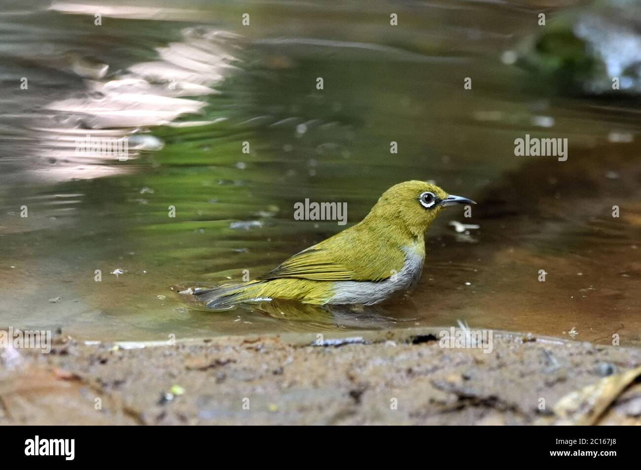 An Oriental White-eye (Zosterops palpebrosus siamensis) bathing in a ...