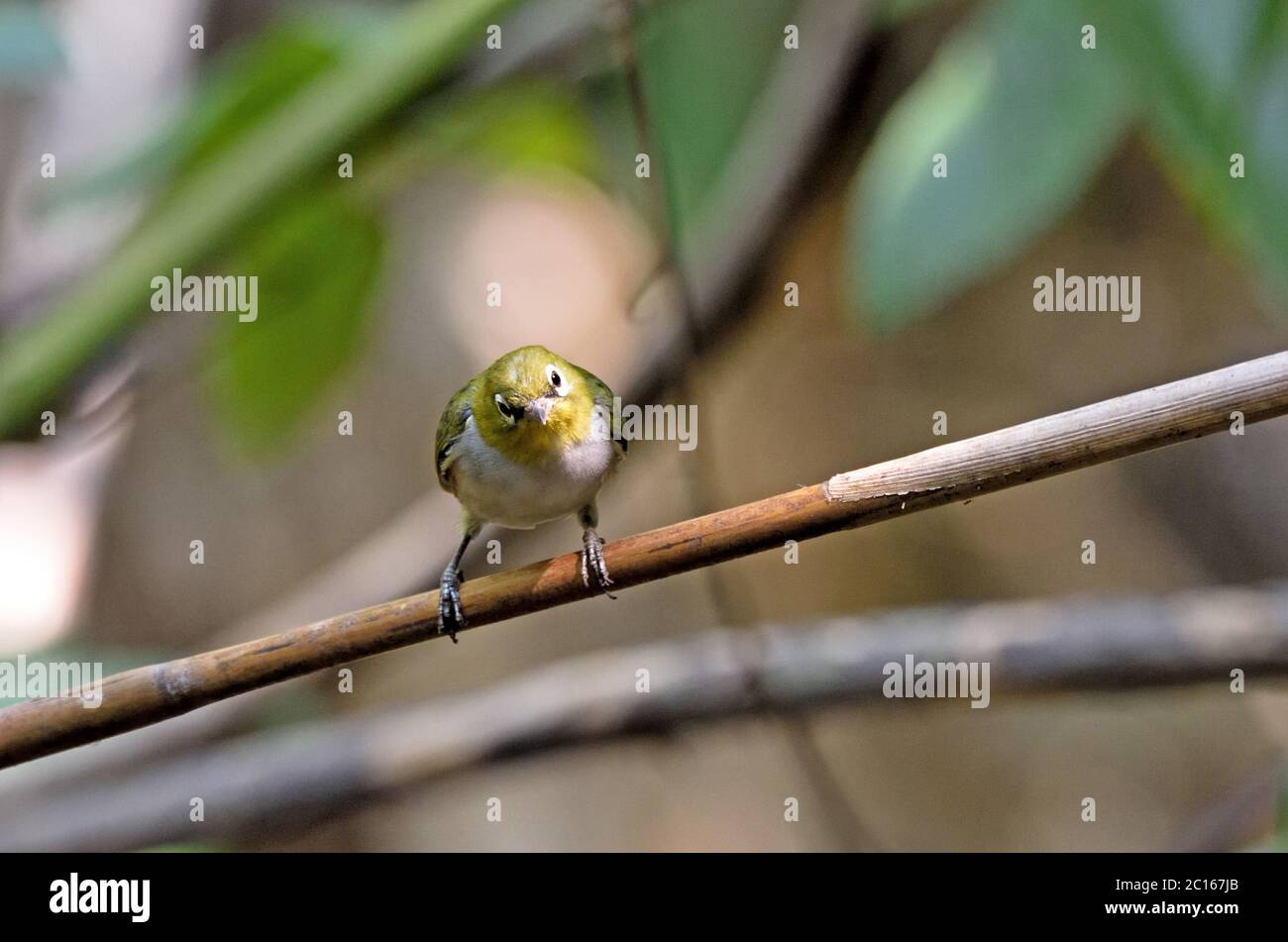 White eye zosteropidae hi-res stock photography and images - Alamy