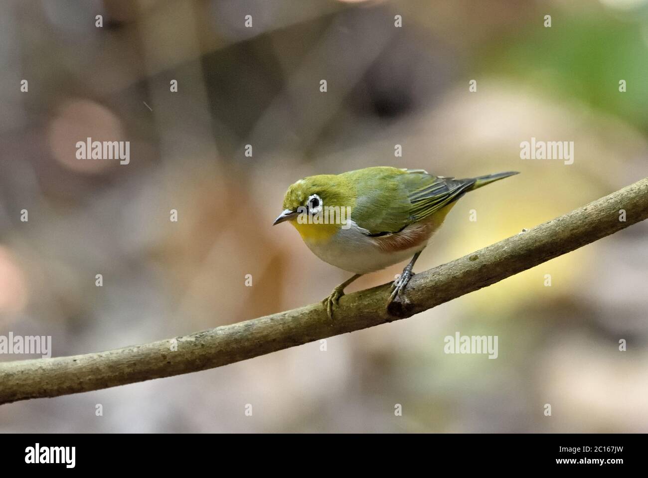 White eye zosteropidae hi-res stock photography and images - Alamy