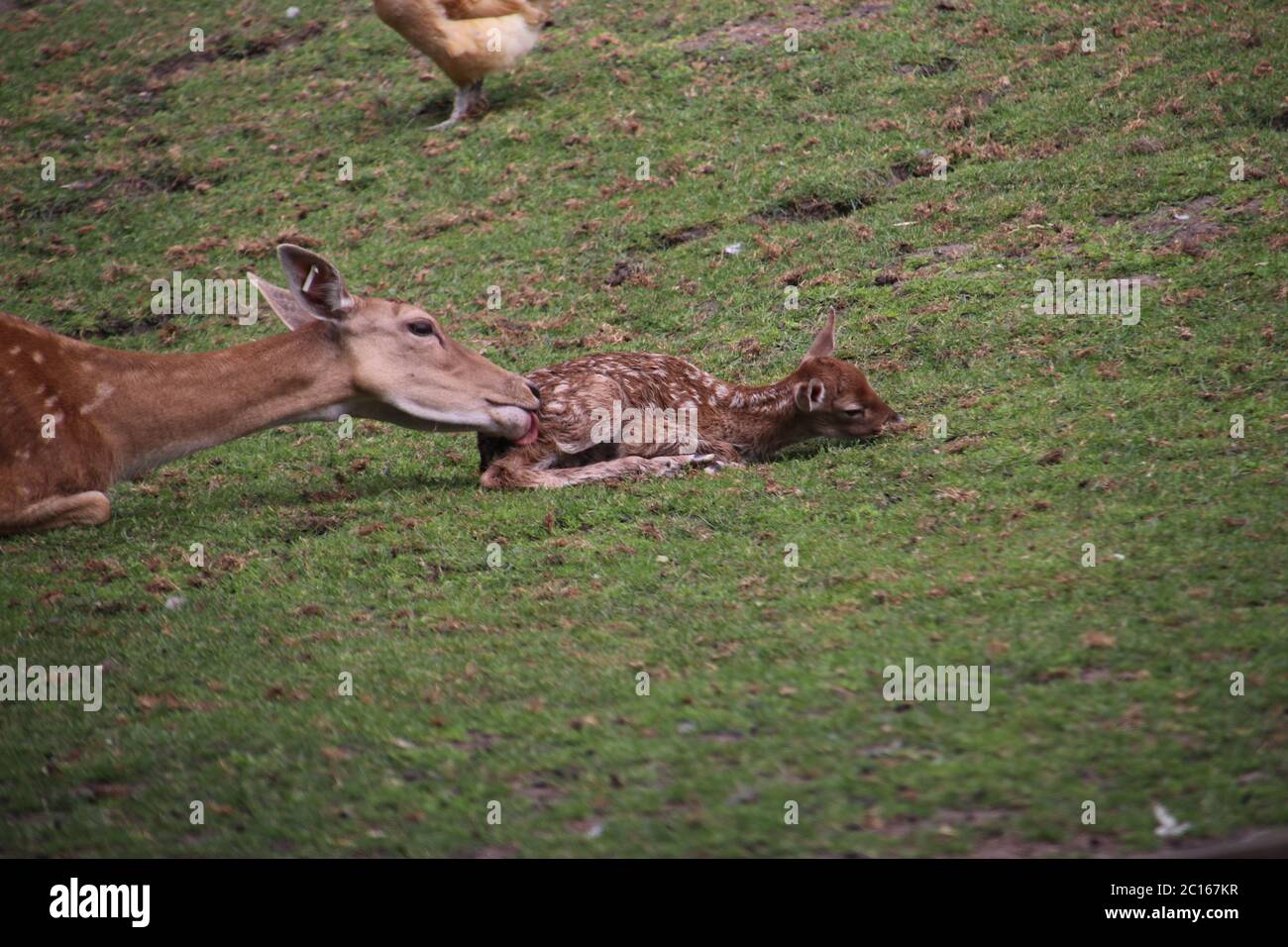 Young baby deer, fawn, was born at a municipal deer park in Nieuwerkerk ...
