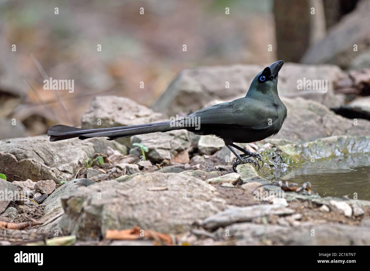 Tropical iris hi-res stock photography and images - Alamy