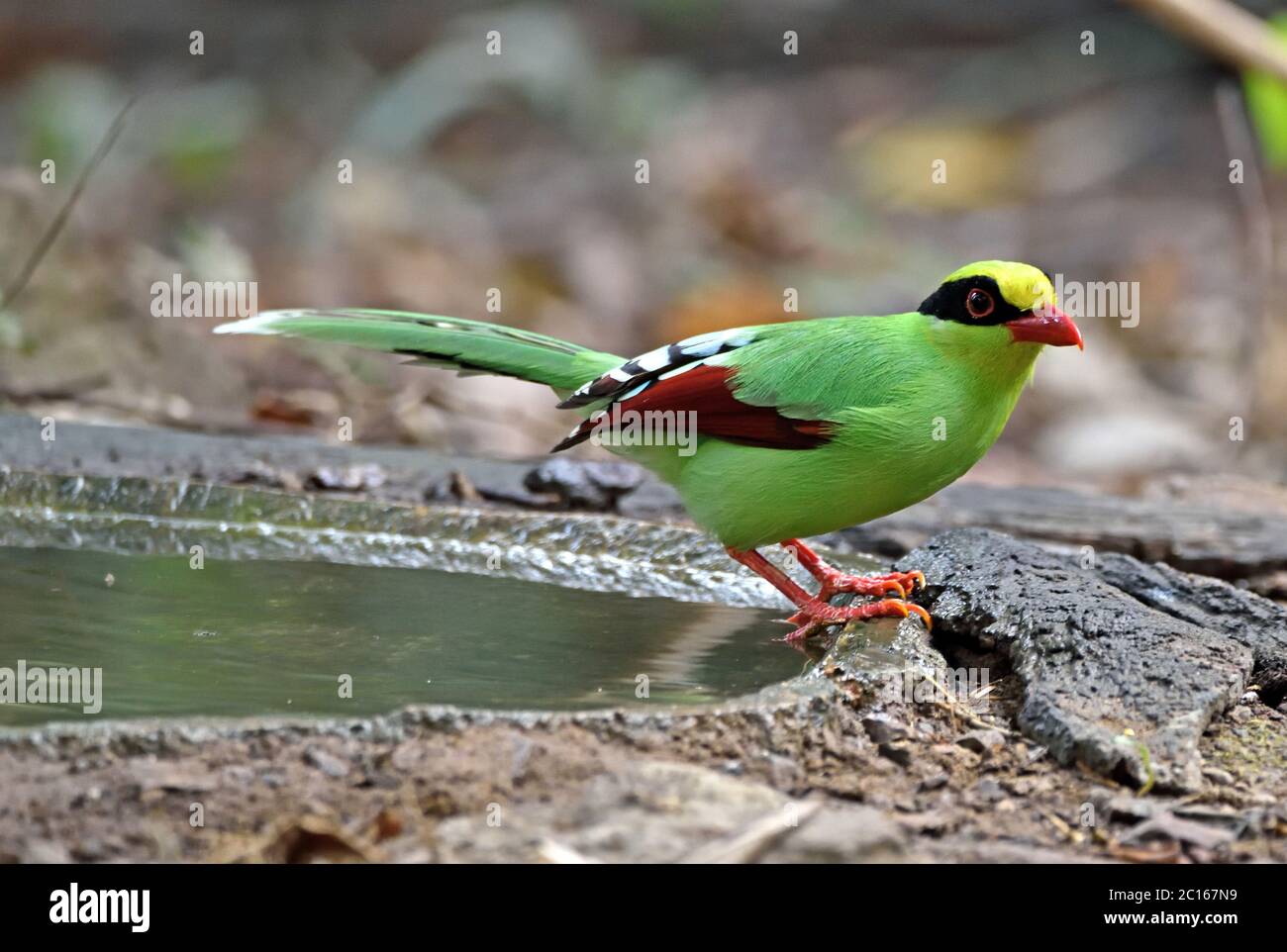 A Common Green Magpie (Cissa chinensis) coming for a drink from a pool ...