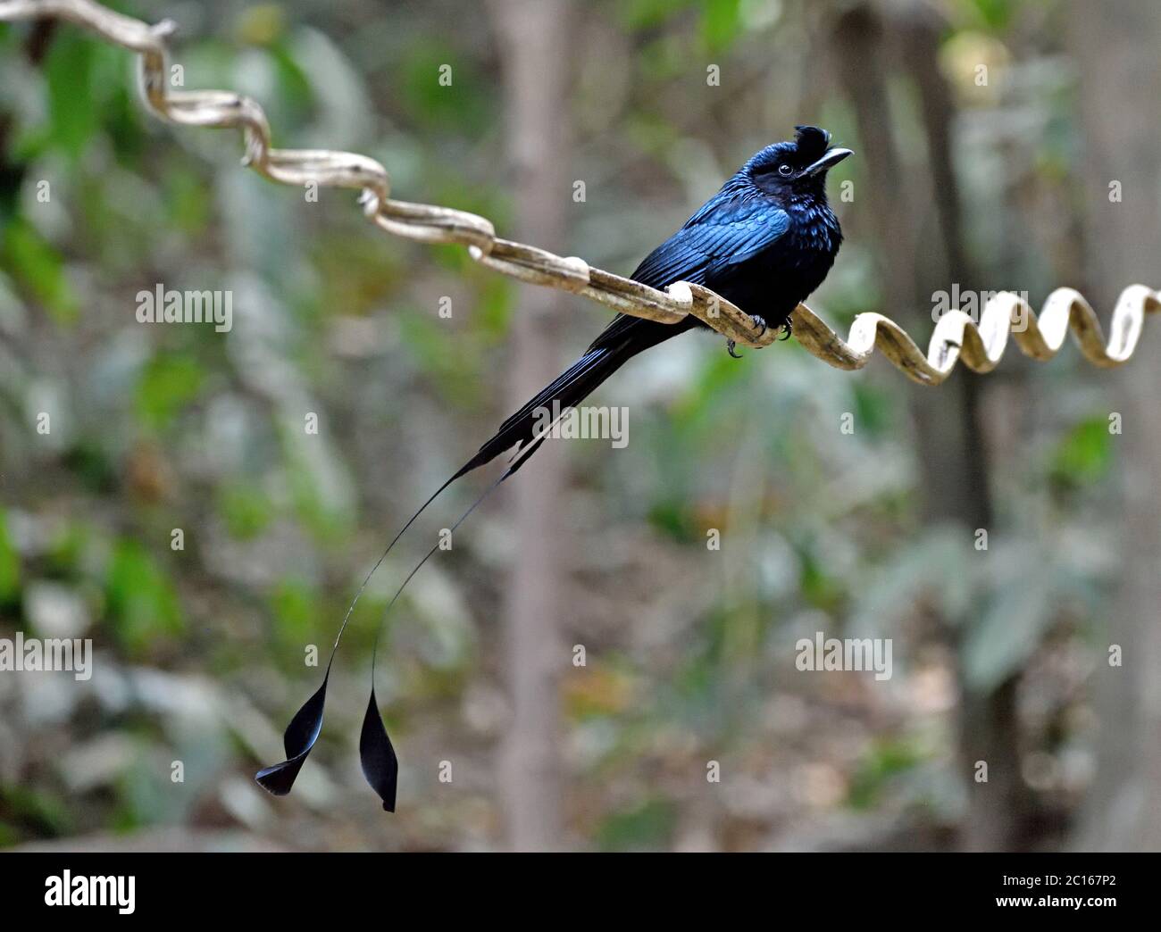Racket tailed drongo hi-res stock photography and images - Alamy
