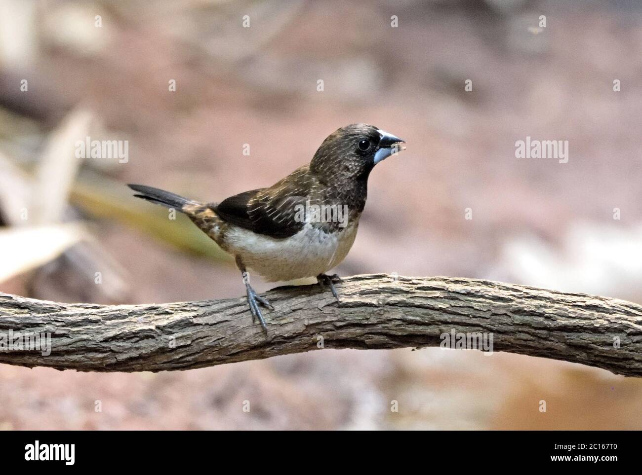 White rumped mannikin lonchura striata hi-res stock photography and ...