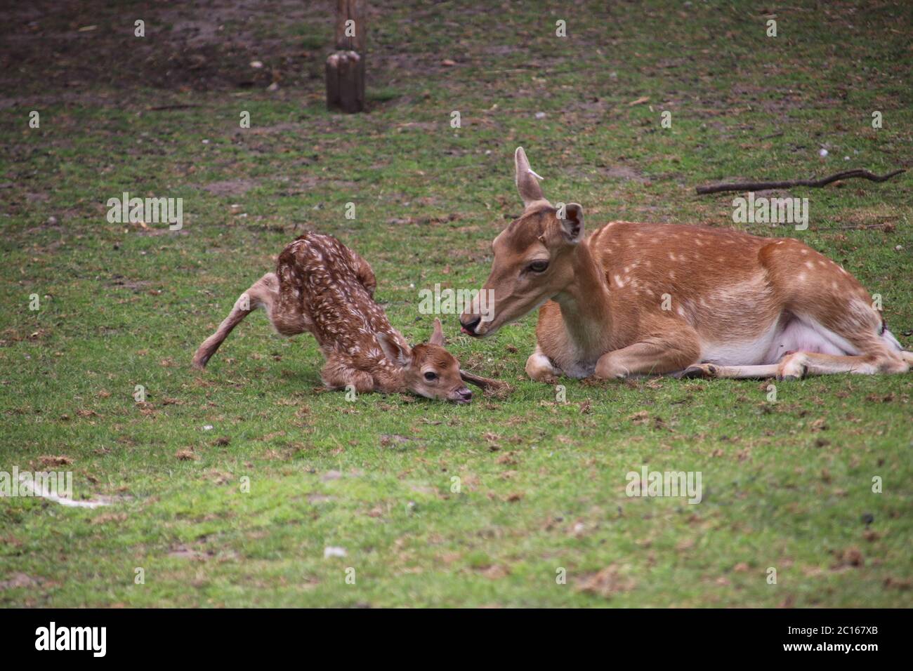 Young baby deer, fawn, was born at a municipal deer park in Nieuwerkerk ...