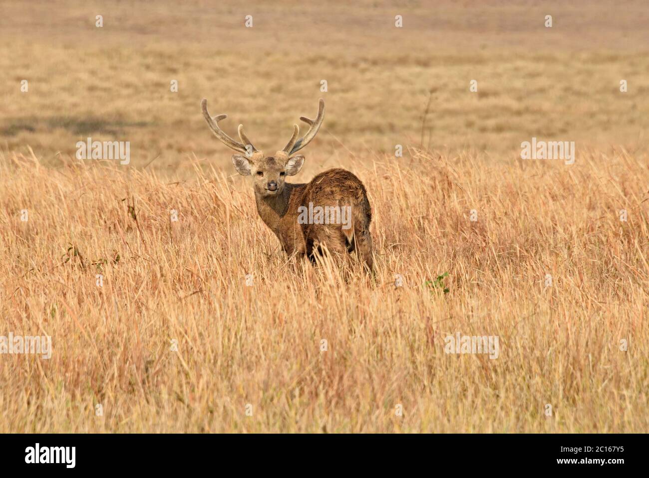 Indian hog deer hi-res stock photography and images - Alamy