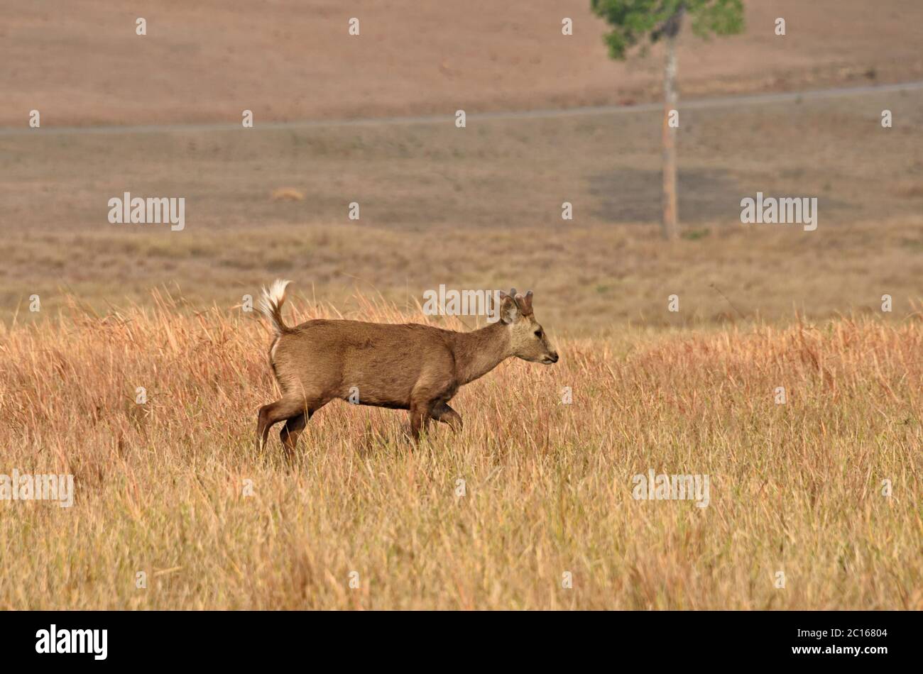 Eastern Woodlands Indian High Resolution Stock Photography and Images ...