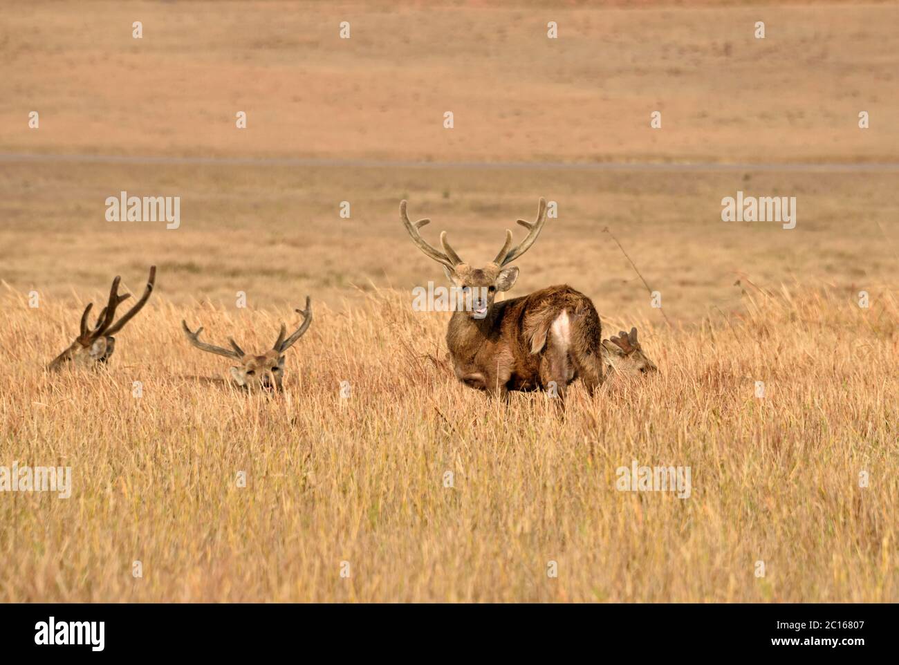 Indian deer stags hi-res stock photography and images - Alamy