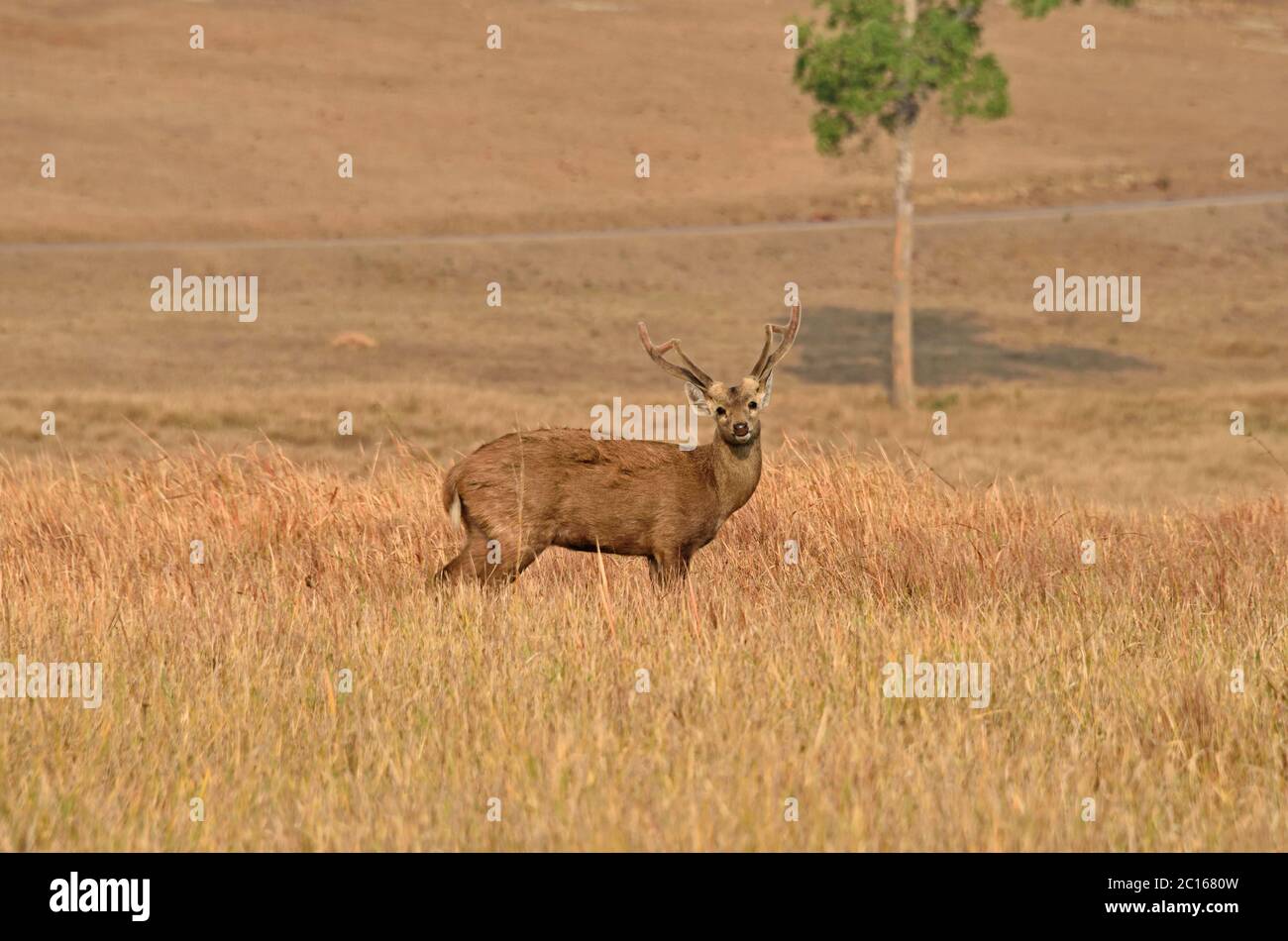 Eastern Woodlands Indian High Resolution Stock Photography and Images ...