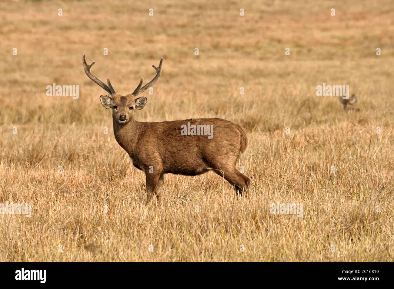 An Indian Hog Deer (Hyelaphus porcinus) stag standing in the long grass ...