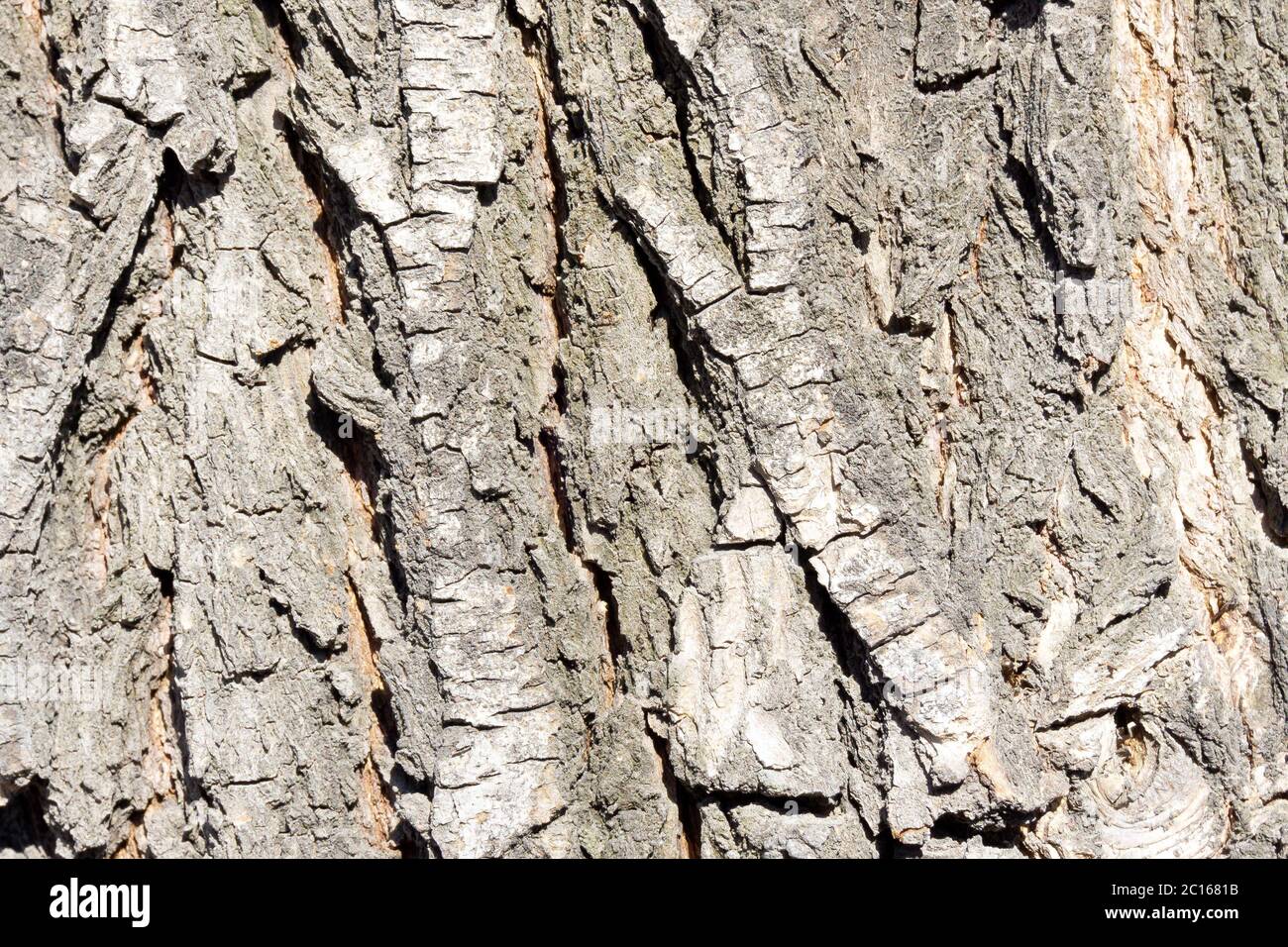 Maple bark texture photo brown for the background. using old tree for ...