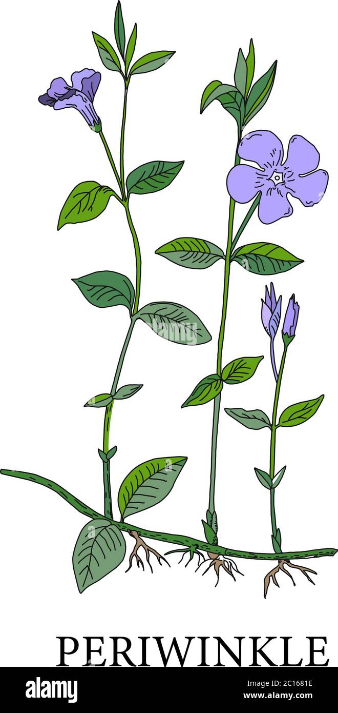 Periwinkle Plant Drawing