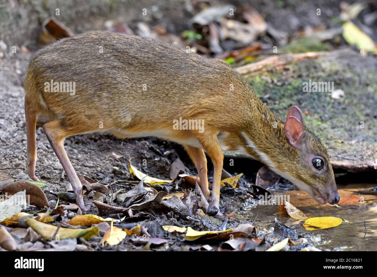 Kanchil hi-res stock photography and images - Alamy