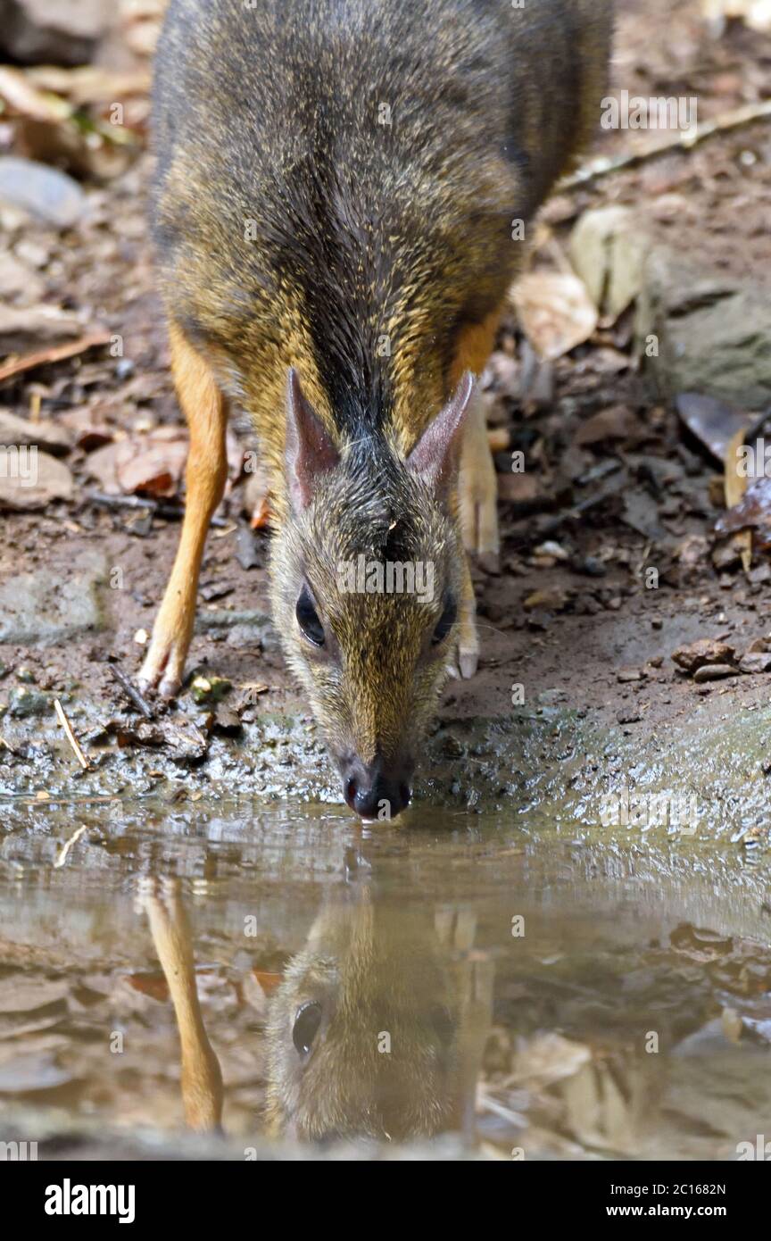 A Lesser Mouse-Deer (Tragulus kanchil) drinking for a pool in the ...