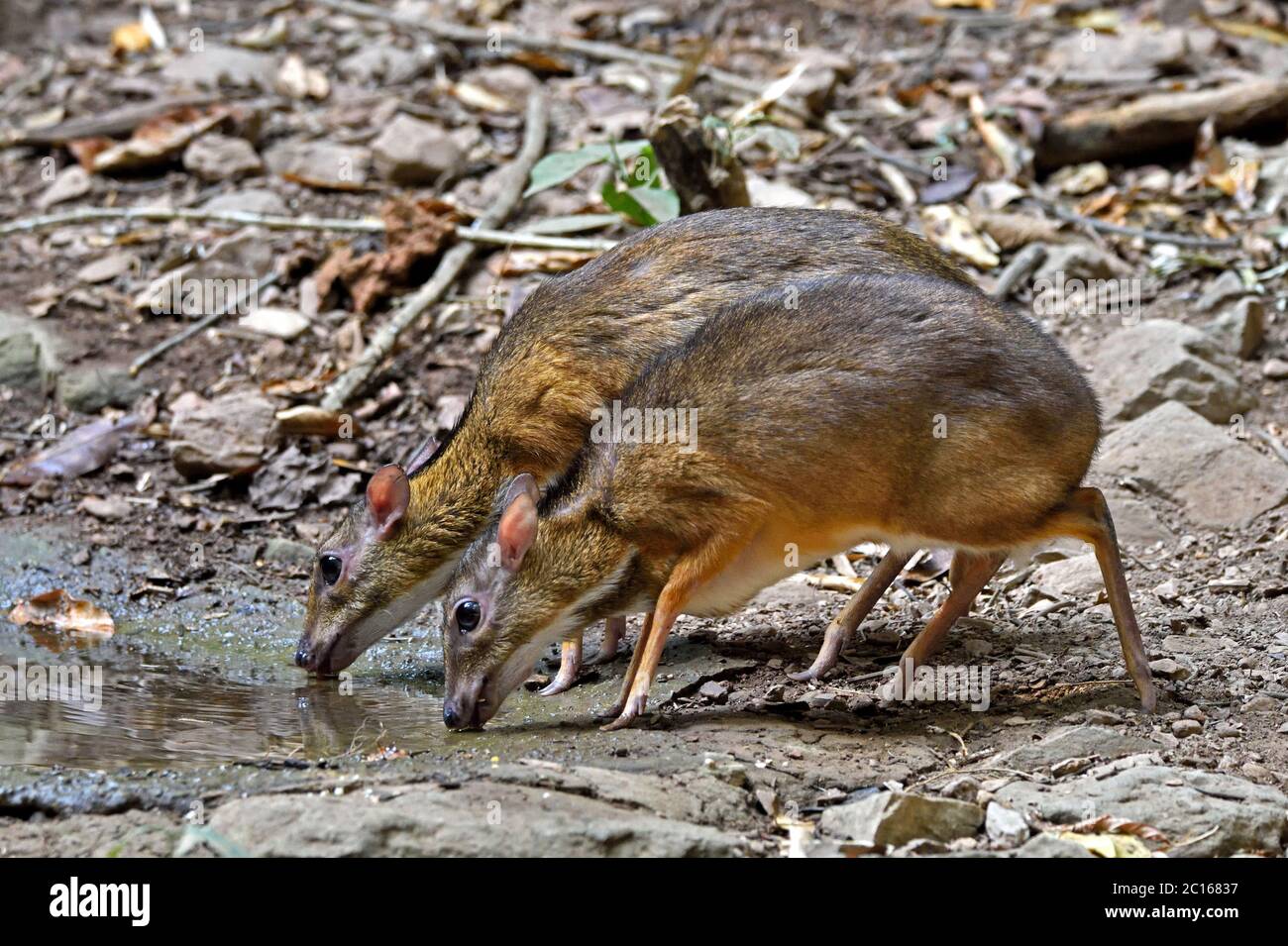 Tragulidae hi-res stock photography and images - Alamy