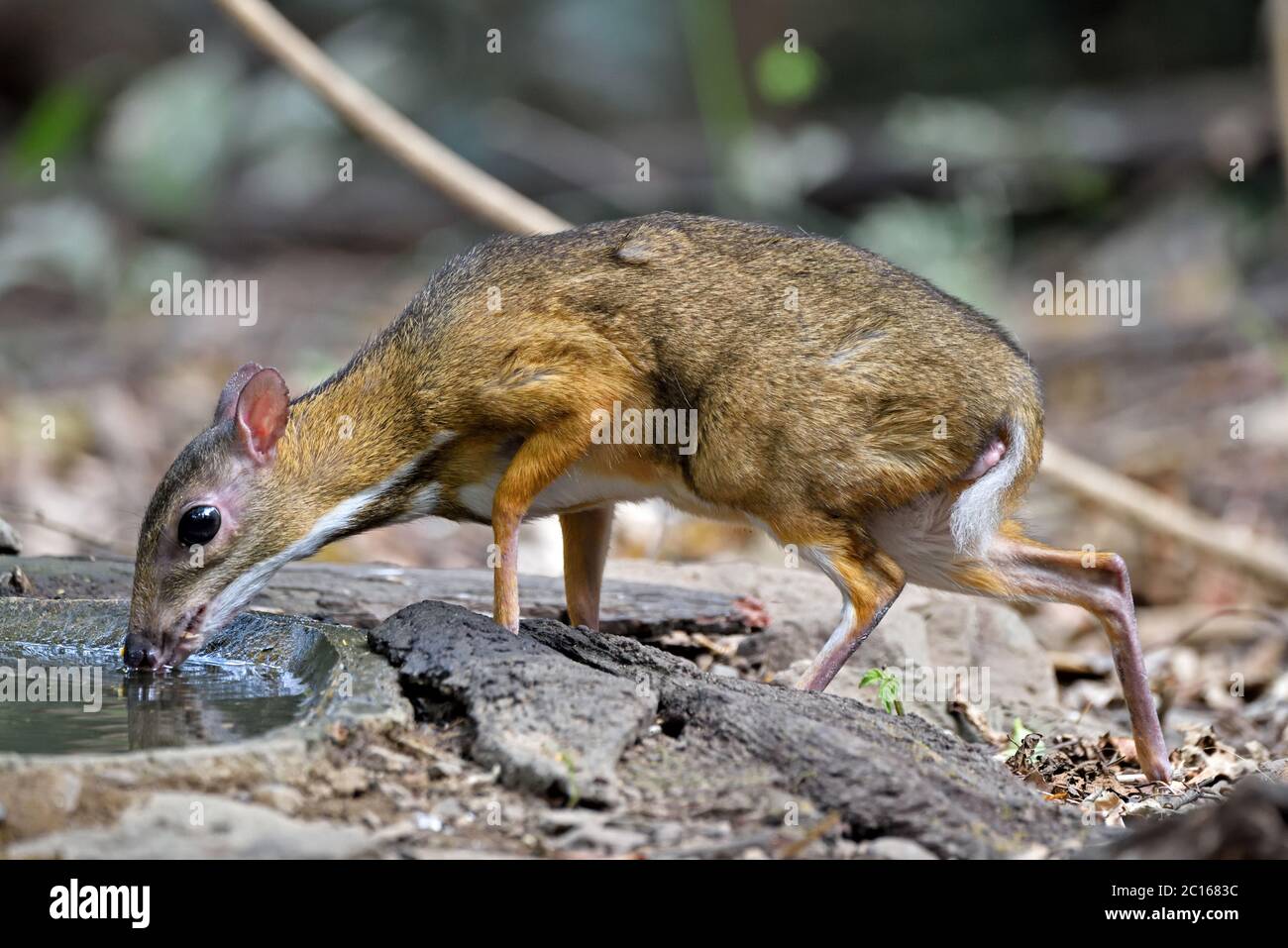 Kanchil hi-res stock photography and images - Alamy