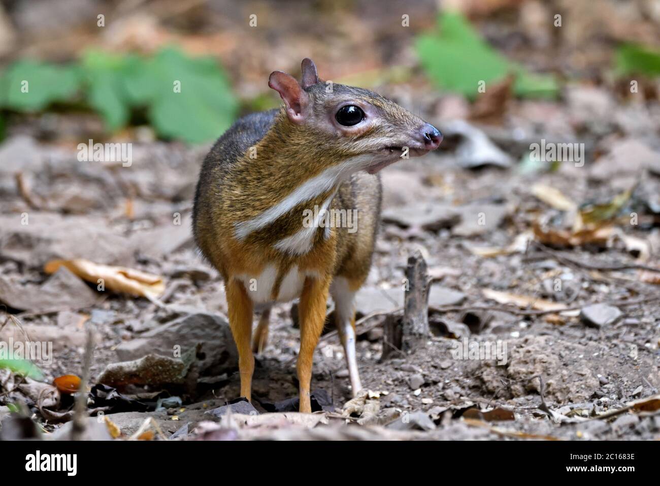 Tragulus High Resolution Stock Photography and Images - Alamy