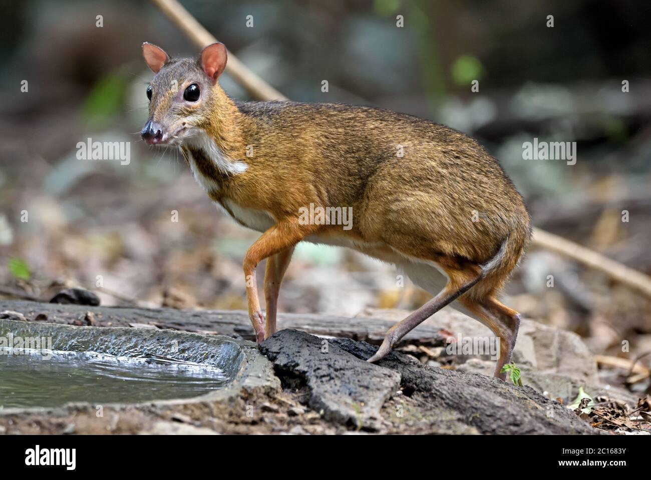Tragulus hi-res stock photography and images - Alamy