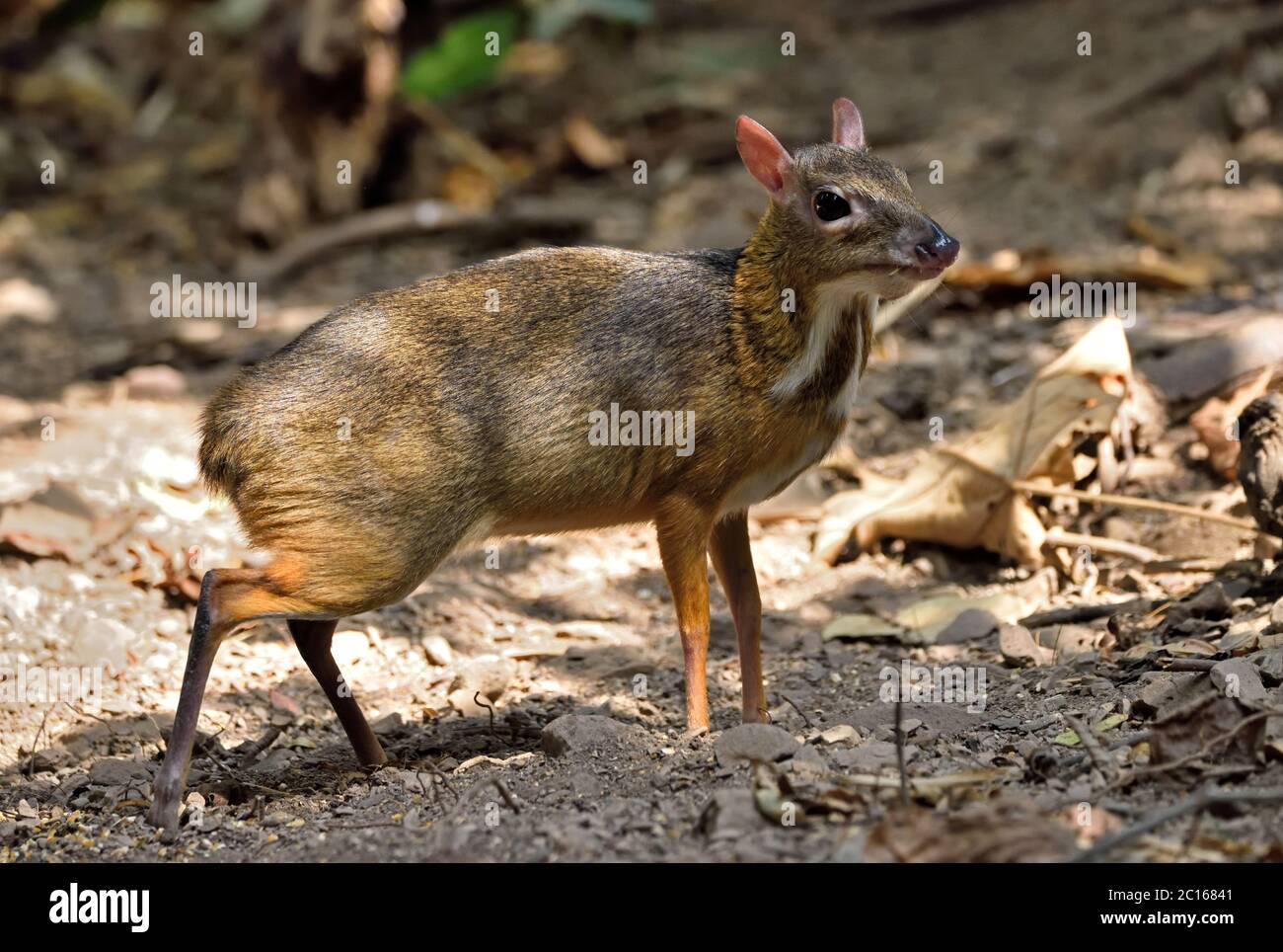 Chevrotain Pet