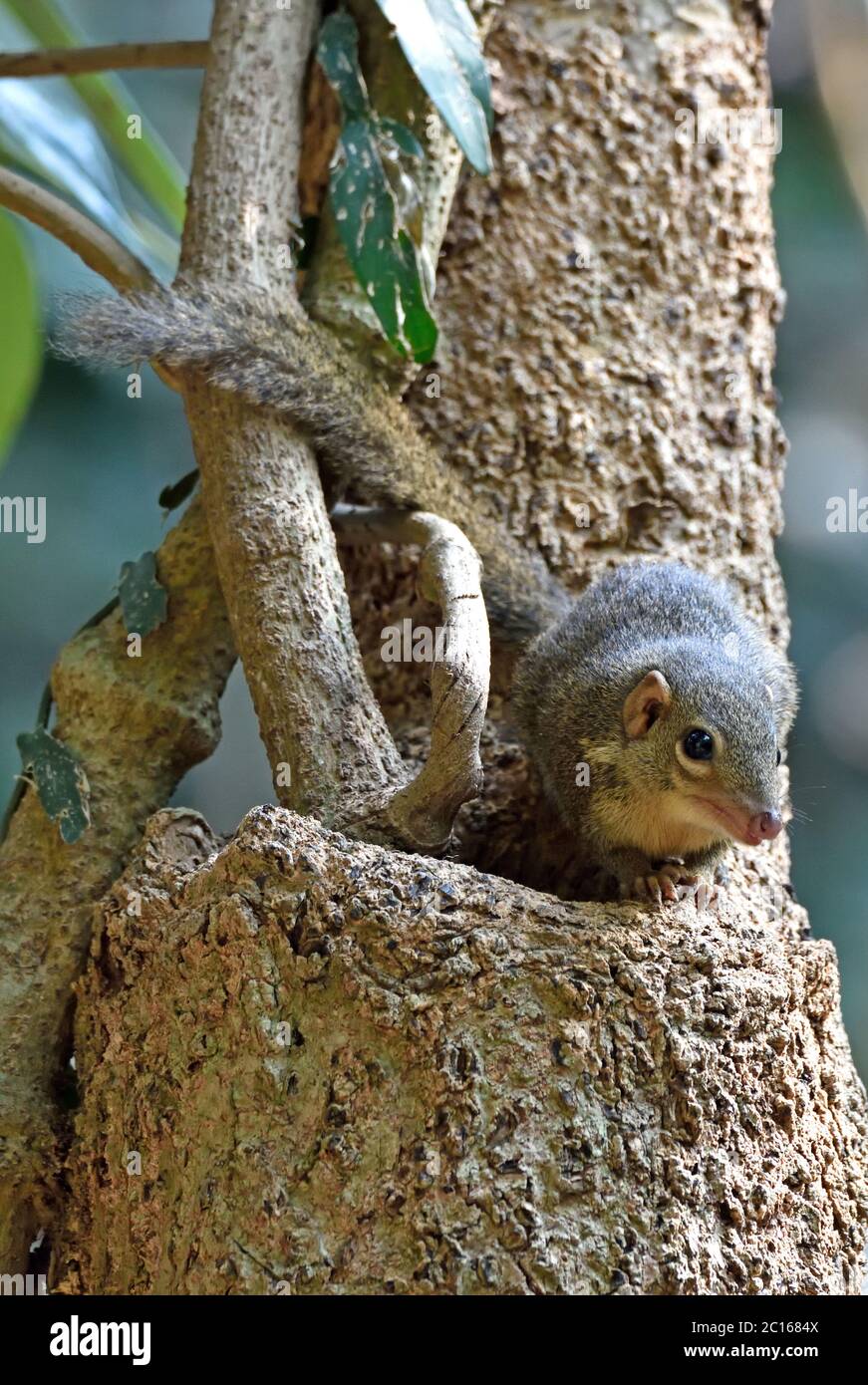 A Northern Treeshrew (Tupaia belangeri) on a small tree in the forest ...