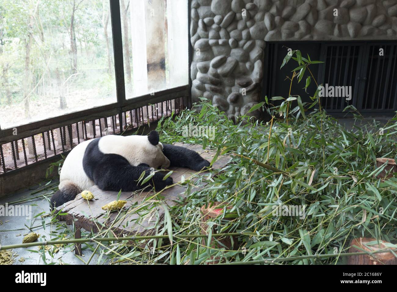 lovely giant panda in zoo Stock Photo - Alamy
