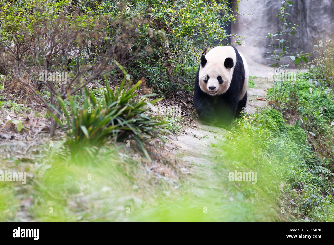 lovely giant panda in zoo Stock Photo - Alamy