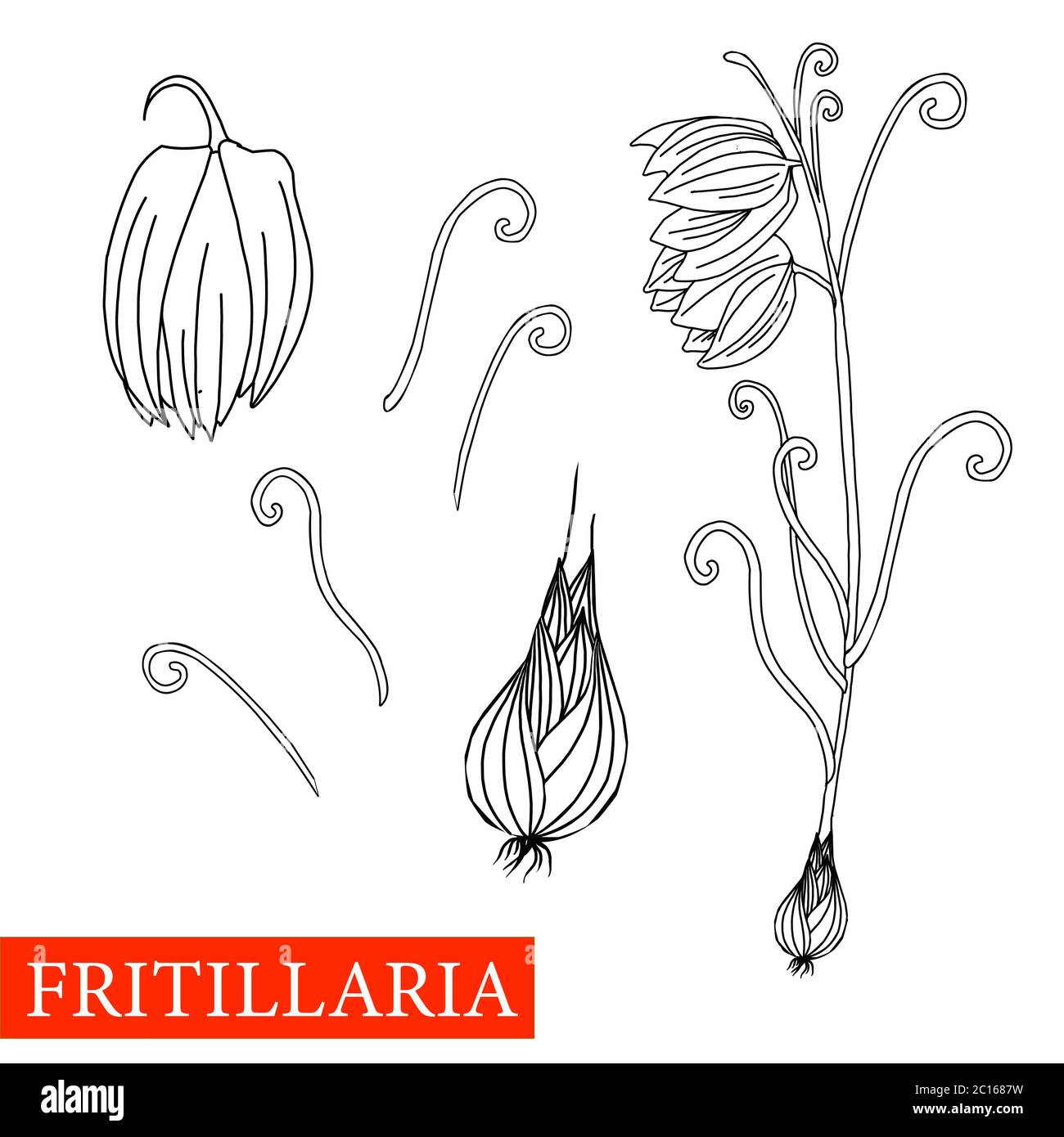 prince flower. Botanical illustration of prince Russian. Medicinal ...