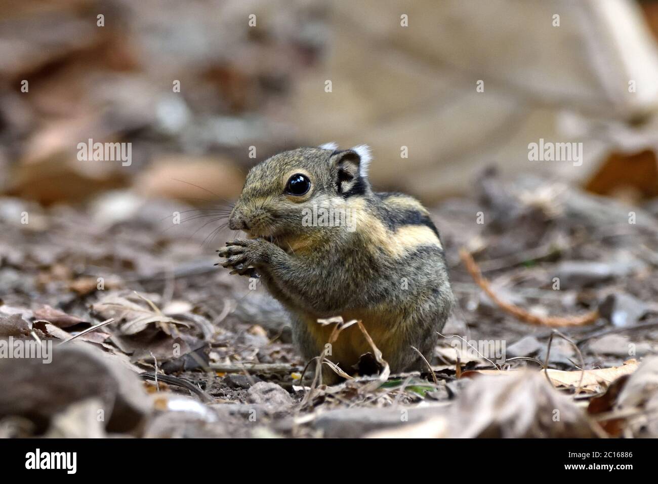 Striped squirrel hi-res stock photography and images - Alamy
