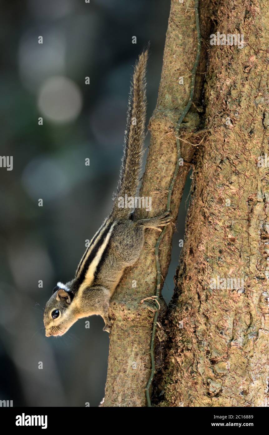 A Himalayan Striped Squirrel (Tamiops mcclellandii) coming down a tree ...