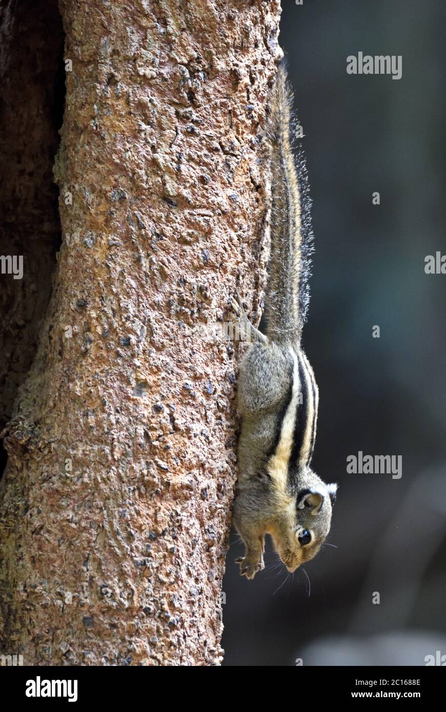 A Himalayan Striped Squirrel (Tamiops mcclellandii) coming down a tree ...
