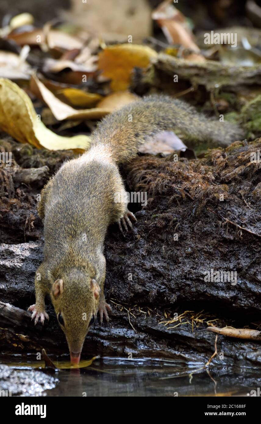 Tupaiidae hi-res stock photography and images - Alamy