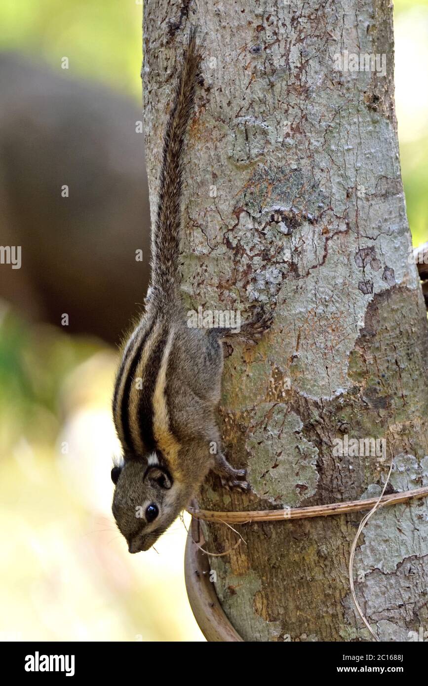 A Himalayan Striped Squirrel (Tamiops mcclellandii) coming down a tree ...