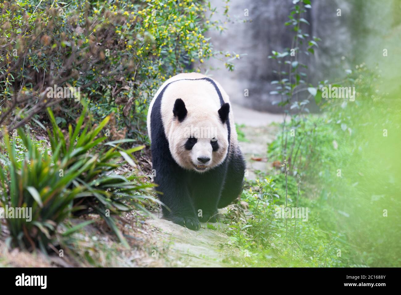 lovely giant panda in zoo Stock Photo - Alamy