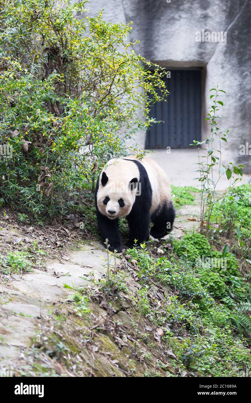 lovely giant panda in zoo Stock Photo - Alamy