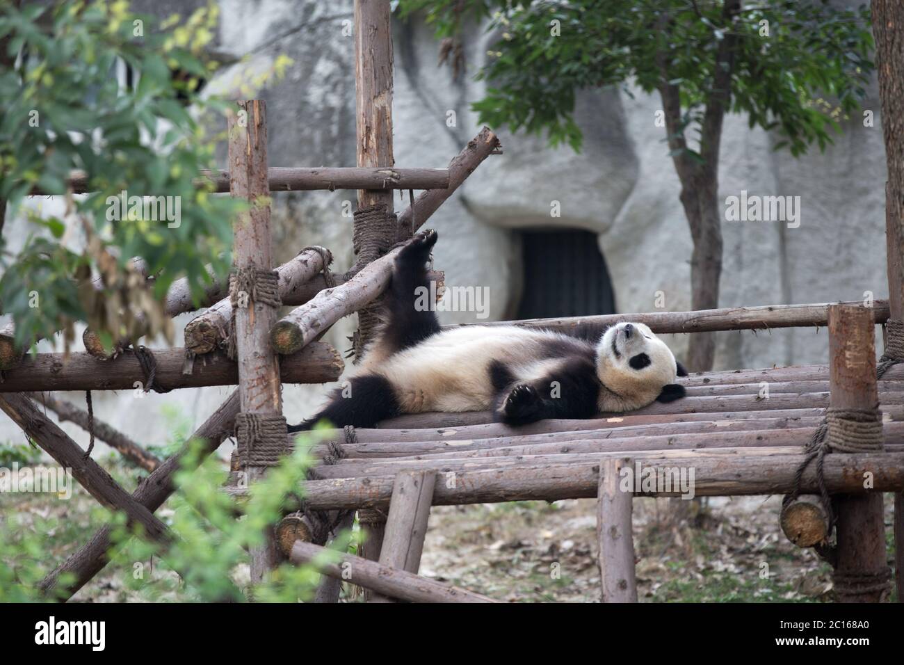 lovely giant panda in zoo Stock Photo - Alamy