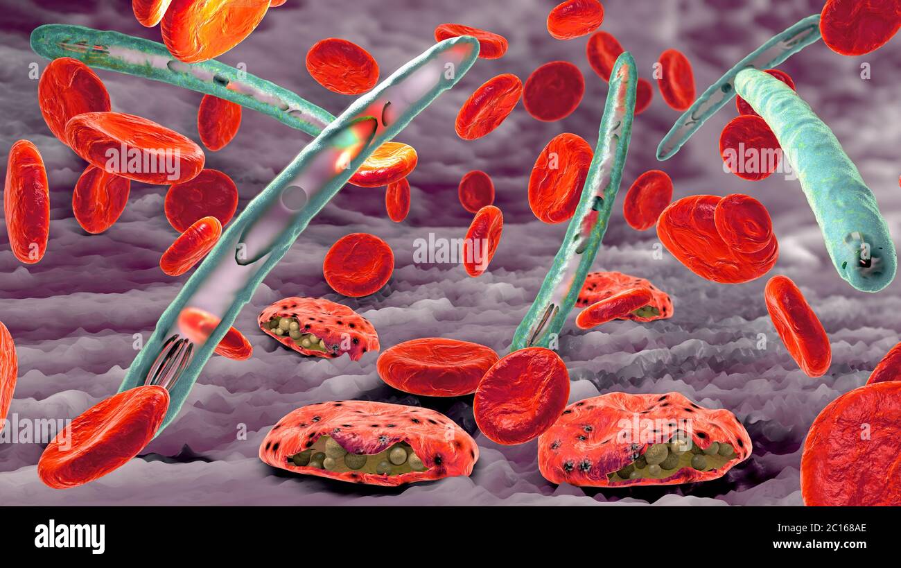 Malaria pathogen causing malaria illness and blood cells into blood ...